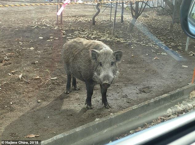 Radioactive wild boars have been mating with pigs in the nuclear ...