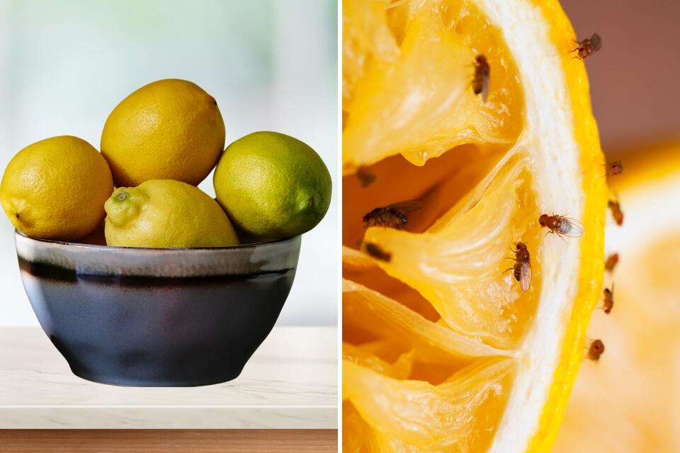 Here's Why Michigan Is Seeing So Many Fruit Flies Now - NewsBreak