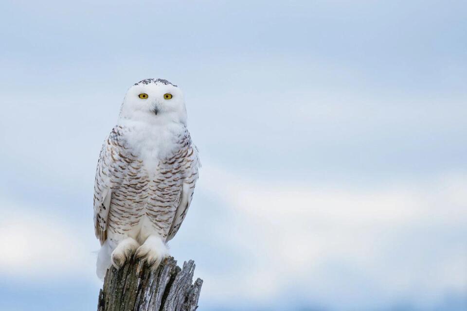What Caused The Orange Snowy Owl Sighting In Michigan? - NewsBreak