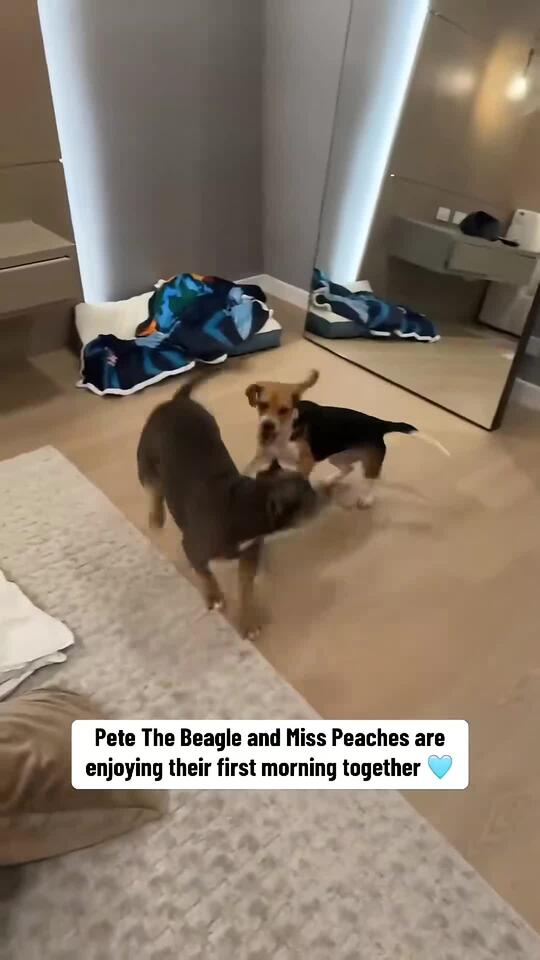Pete The Beagle and Miss Peaches Are Loving Life Together Miss Peaches ...