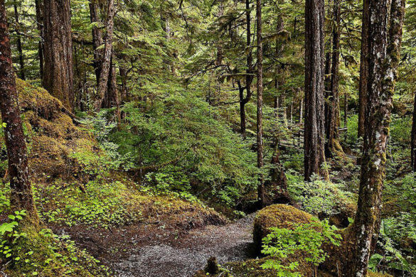 ‘Alaskan Bush People’ Star Bear Brown Snaps Smoldering Stare Selfie ...