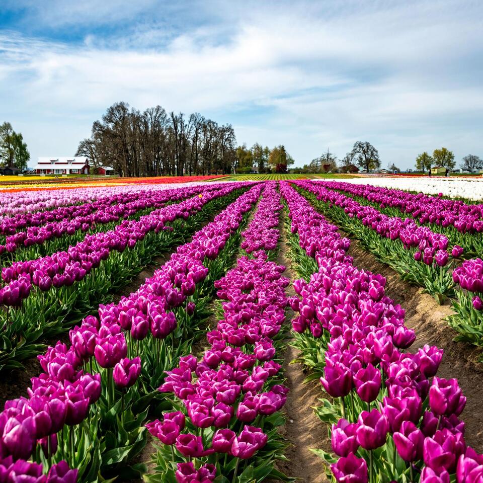 Do You Love Tulips? These 6 Tulip Festival Events Will Inspire You For The Growing Season ...