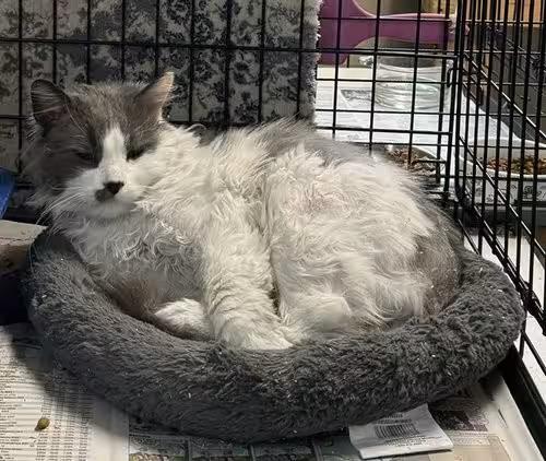 🐱 Friendly & Unique Cats Ready for Adoption in Apollo, PA - NewsBreak