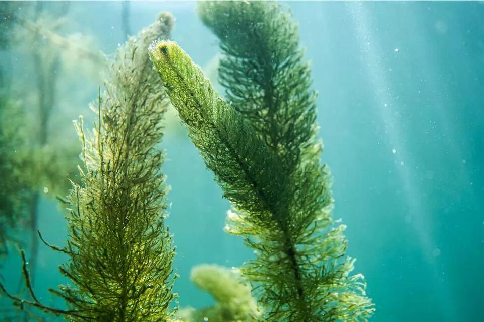 Heads Up, Water Lovers: Invasive Plant Spreading Across Southern Maine ...
