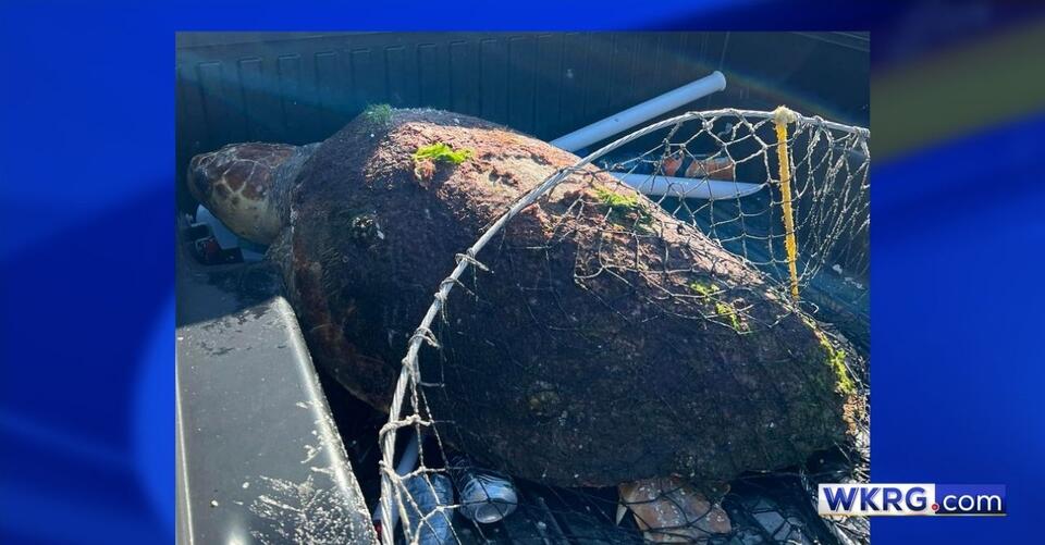 A Turtle’s Journey: Sea Turtle Hooked, Found Dragging Piece Of Tire At ...