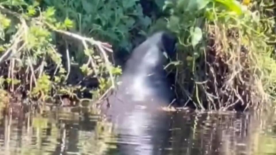 Passerby Captures Wild Video Of Manatee Popping Out Of The Water For A ...