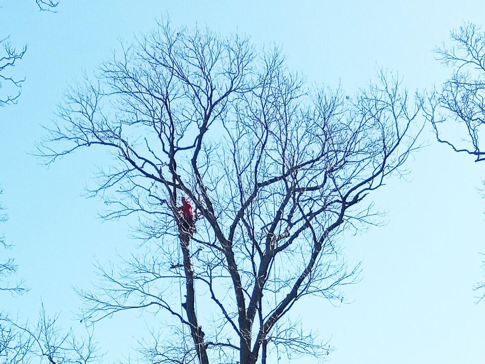 Powell: The beauty of trees and those that tend to them