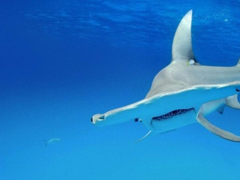 Shark Squad Season 1 Streaming: Watch & Stream Online via Paramount ...