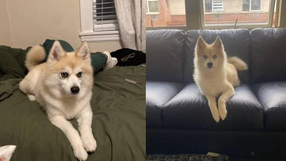 This beautiful Pomsky seeks a forever home as current owner can't ...