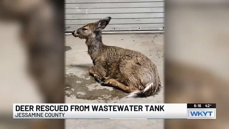 Watch: Swimming deer rescued from tank at Kentucky wastewater plant ...