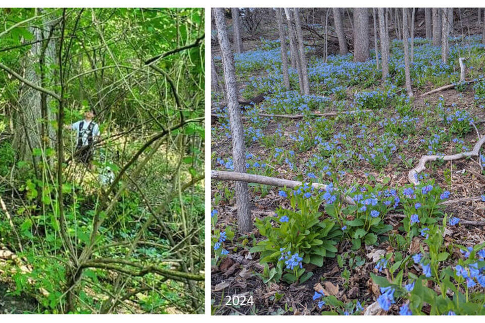 December Weed of the Month: An Invasive Plant Success Story - NewsBreak