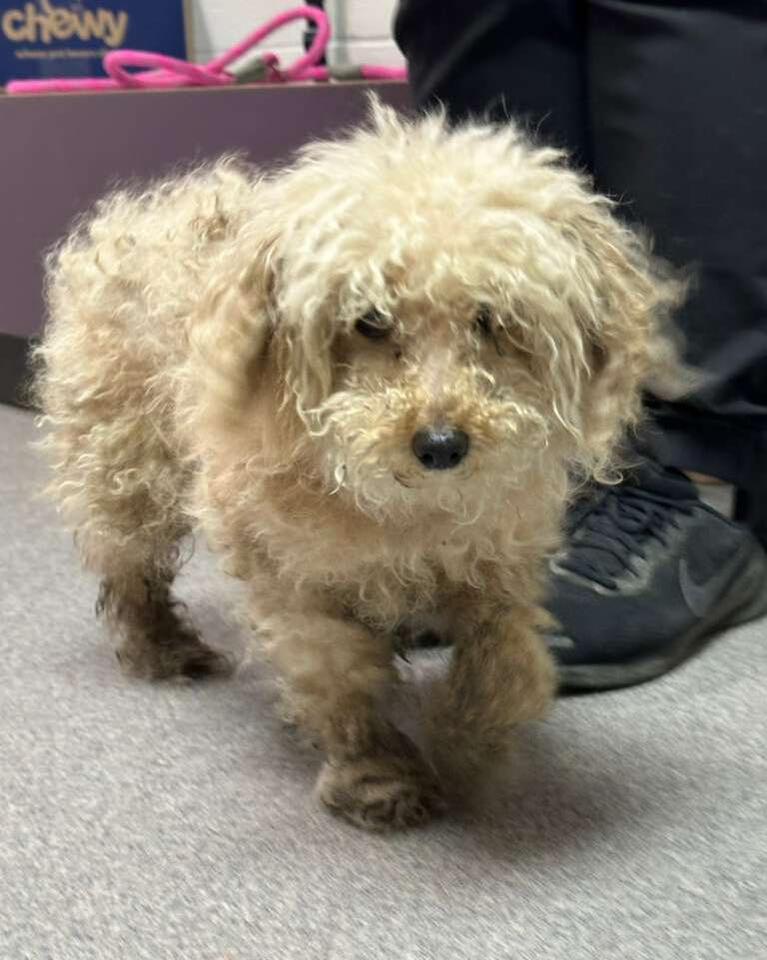 Small dog found on Rt 17 in Ellery - NewsBreak