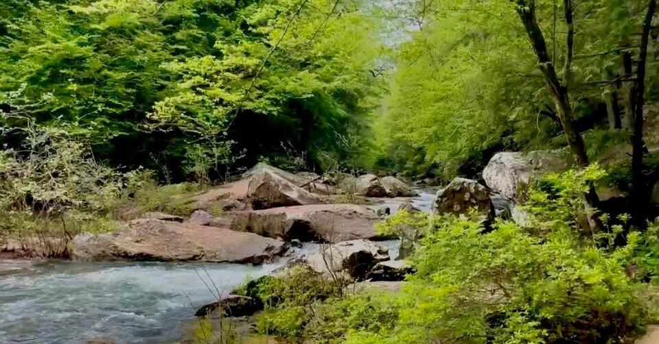 Sipsey Wilderness completes 50-year journey with new 40-acre addition ...