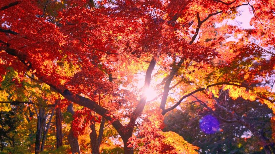 New York State Fall Foliage Map - NewsBreak