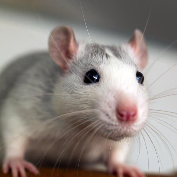 Councilor Flynn Files Ordinance to Create the Office of Pest Control in ...