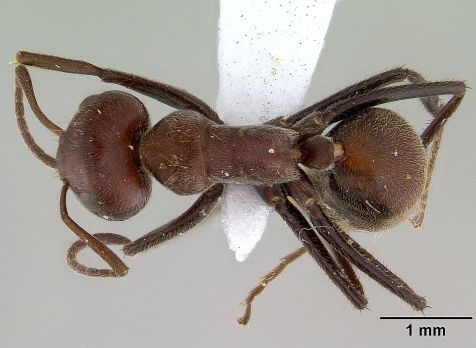 This Ant Explodes Its Own Body to Defend the Colony - NewsBreak