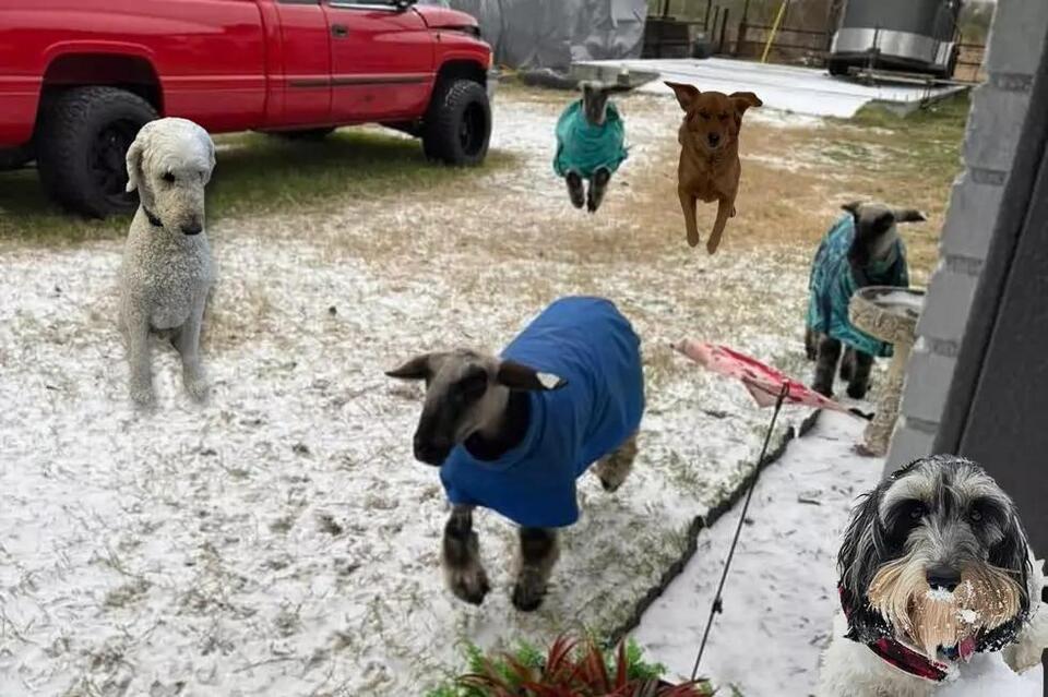 Adorable Pets in South Texas Snow: Fans Share Their Best Photos ...