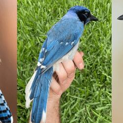 Meet The "Grue Jay": A Bizarre Rare Bird Spotted In Texas Is A Unique ...