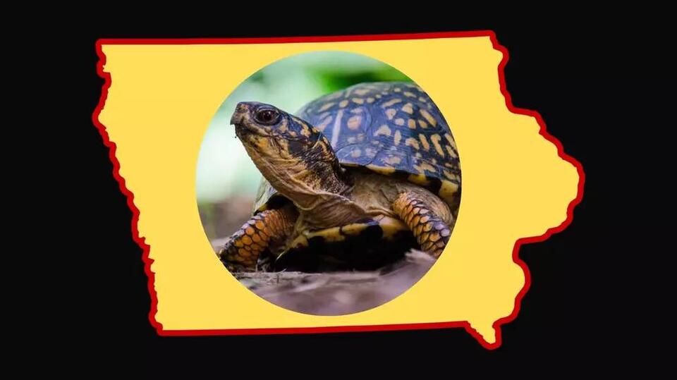 Threatened Iowa Turtle is the State’s Most Unique Animal - NewsBreak