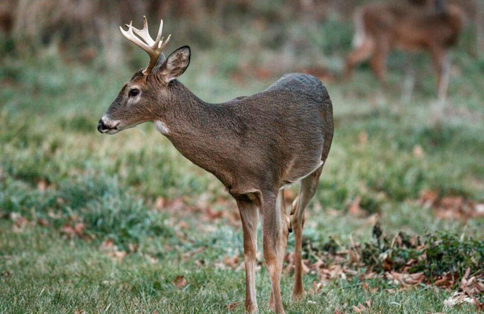 Elon Musk responds to story of pet deer being taken by Pa. game ...