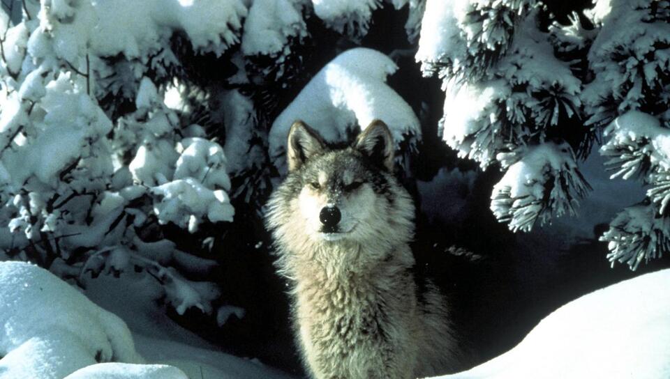 Authorities investigating former conservation warden in wolf killing ...