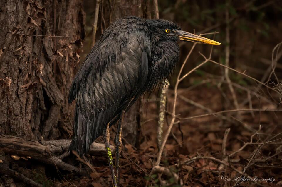 Possible rare bird, nicknamed 'Goth Heron,' near Slidell sparks debate ...
