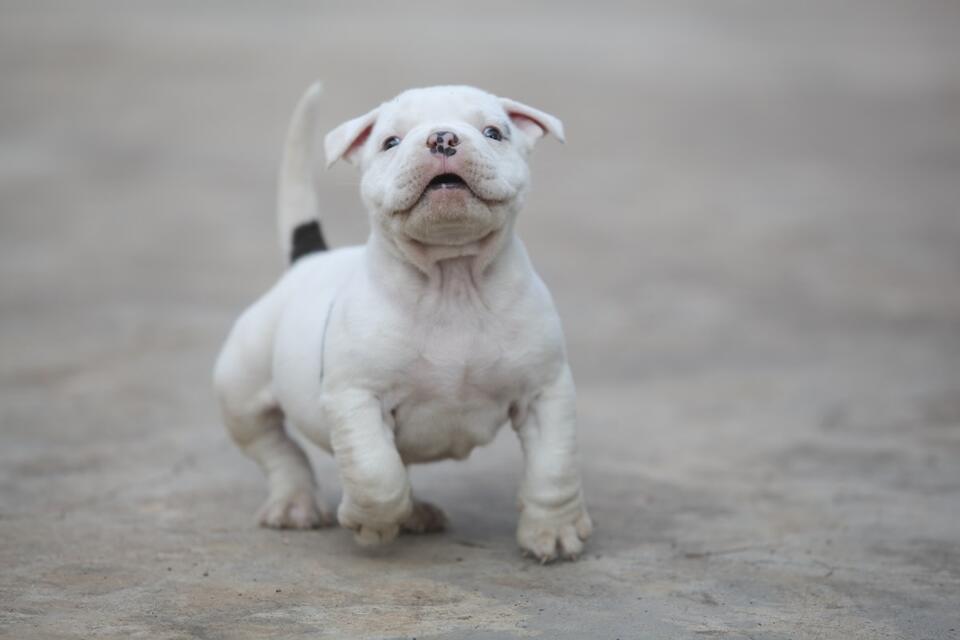 Tiny One-Eyed Rescue Pit Bull Puppy in Chicago Has the Cutest ...