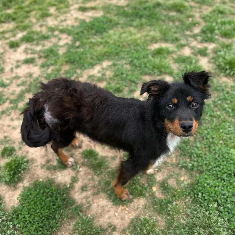 🐶 Playful, Gentle & Loyal Dogs Ready for Adoption in Huntsville - NewsBreak