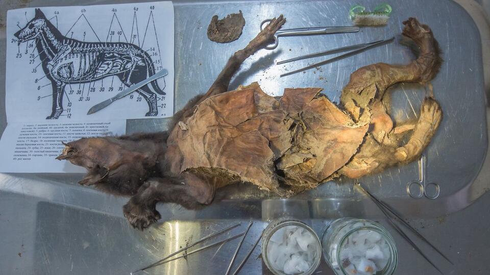 Woolly rhino flesh pulled from ancient wolf stomach gives clues to ice ...