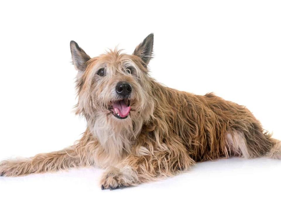 What Kind Of Dog Is Winn-Dixie? Breed Information, Pictures, and Facts