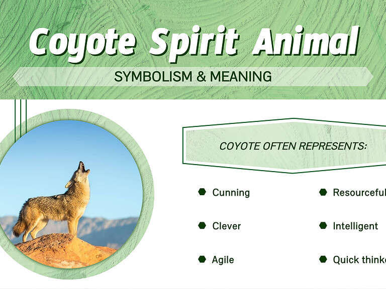 Coyote Spirit Animal Symbolism & Meaning