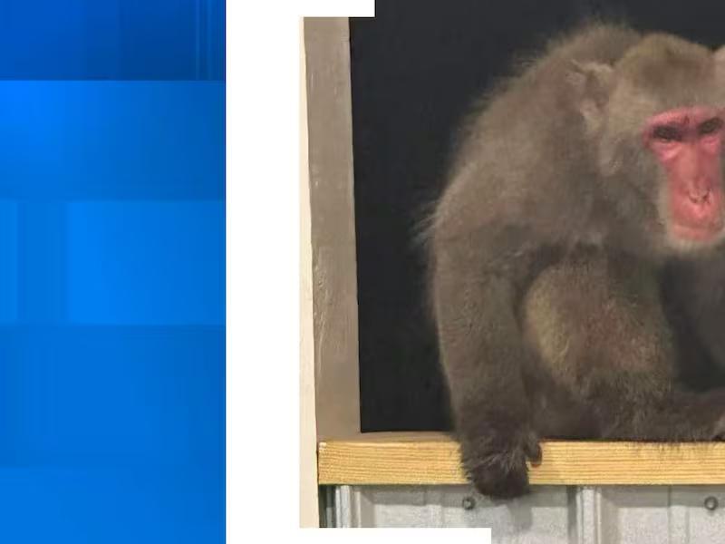 Missing Walterboro monkey wasn’t captured alive, county confirms