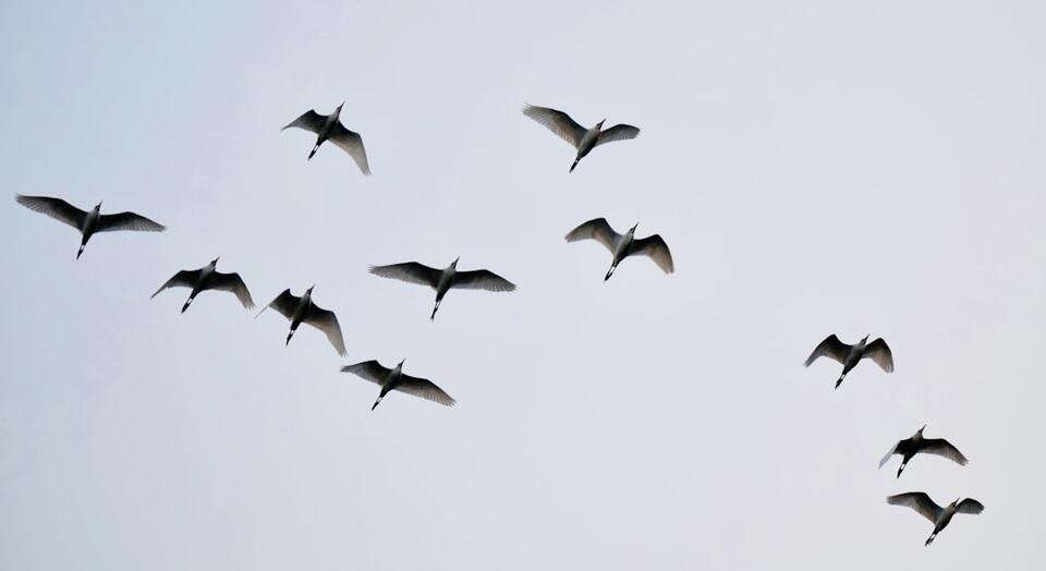 V-Formation Flying Even Inspired Human Aircraft Design - NewsBreak
