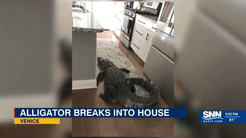 Watch: Florida woman finds nearly 8-foot alligator inside her home ...