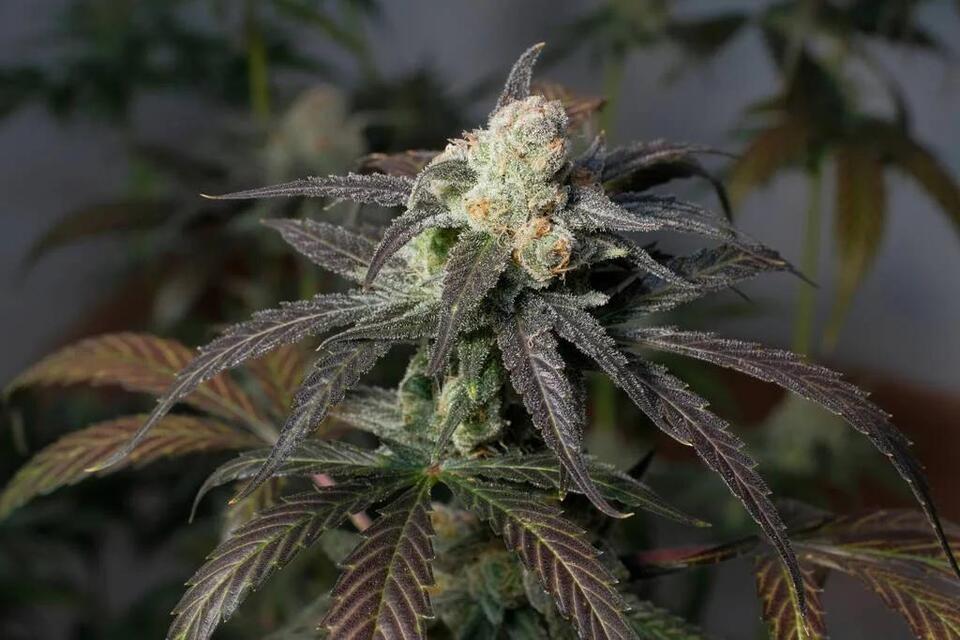 U.S. Congress: Legislation to End Cannabis Prohibition Nationwide and ...