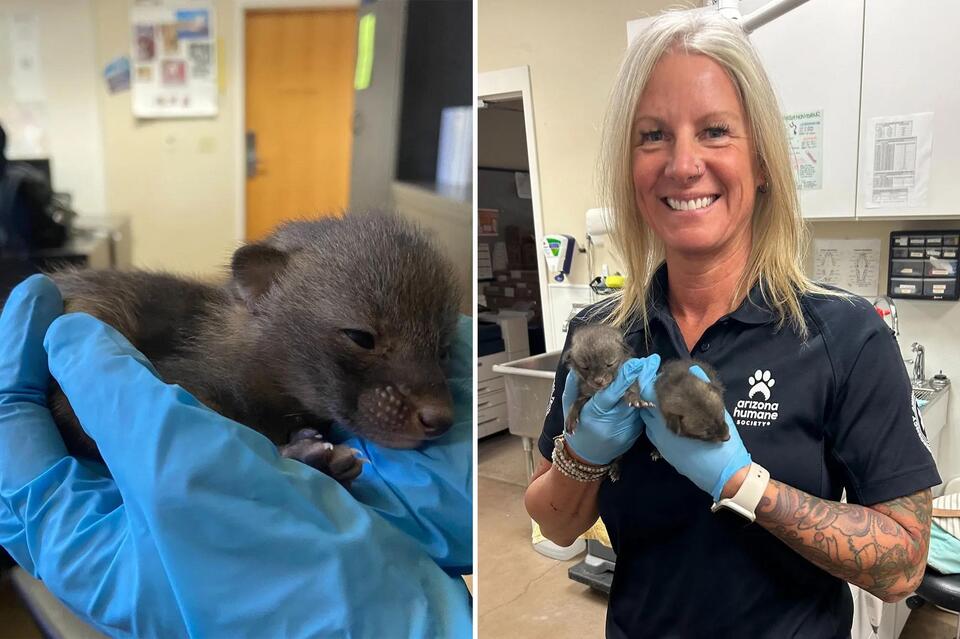 ‘Kittens’ dropped off at Arizona Humane Society turned out to be ...