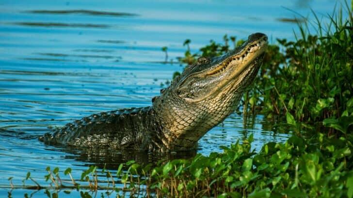 10 Most Unique Reptiles You will See in the US - NewsBreak