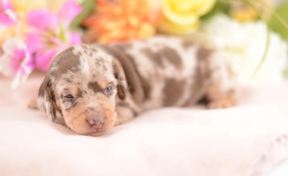 Mini Dachshund Puppy Named Cinnamon Looks Like a Chubby Little Pastry ...