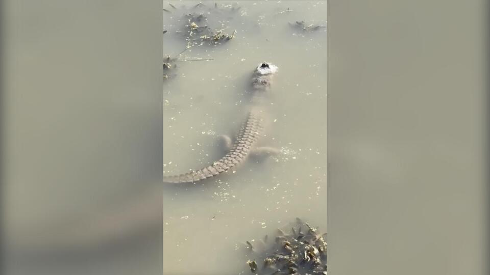 Alligator submerged in frozen pond pokes snout through ice. Here's why ...