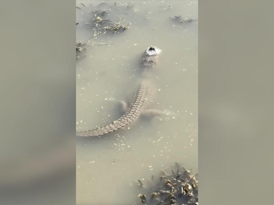 Alligator submerged in frozen pond pokes snout through ice. Here's why