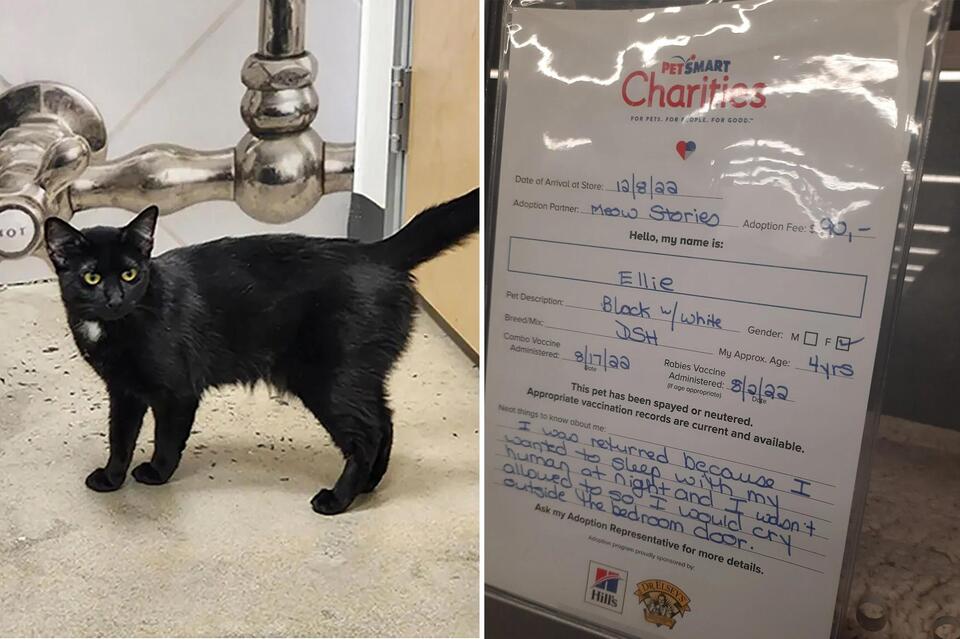 Owner gives up ‘sad cat’ named Ellie because cat ‘wanted to cuddle ...