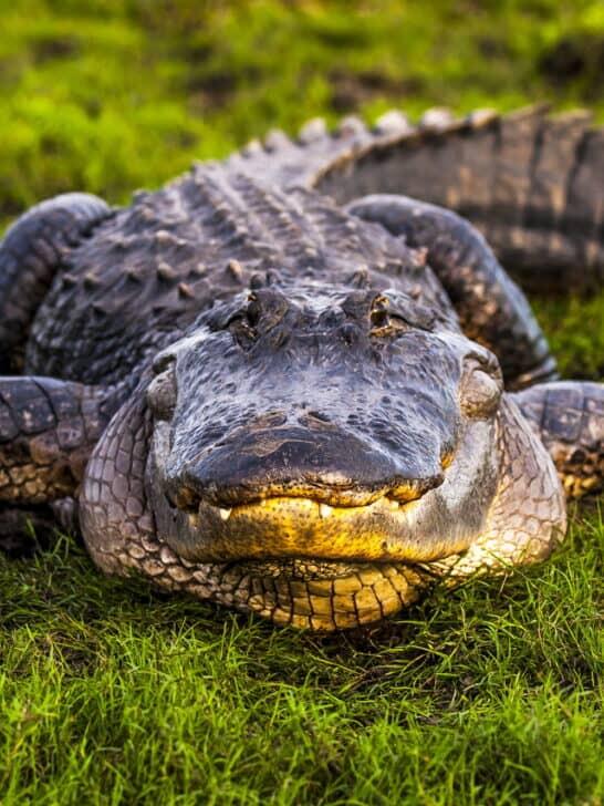 Best Places to See Alligators In The Wild - NewsBreak