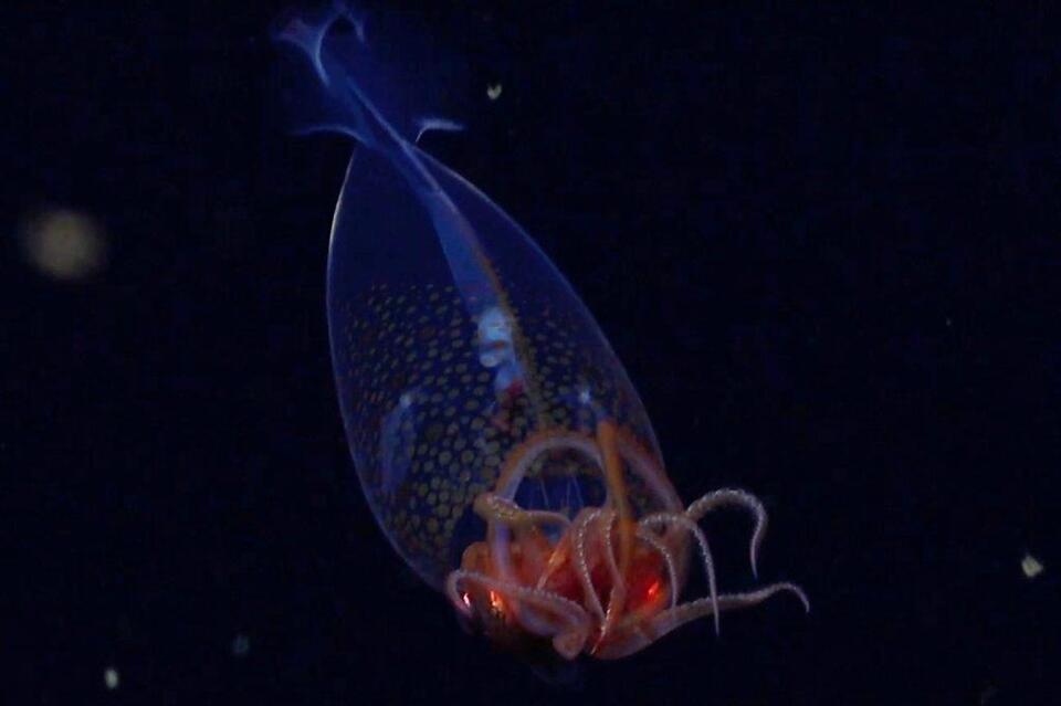 The Colossal Squid Has Been Filmed for the First Time Ever: Here’s What ...