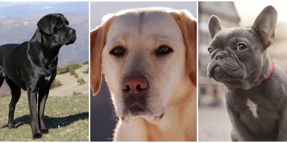 AKC Releases 2024 List Of Most Popular Dog Breeds In US - NewsBreak