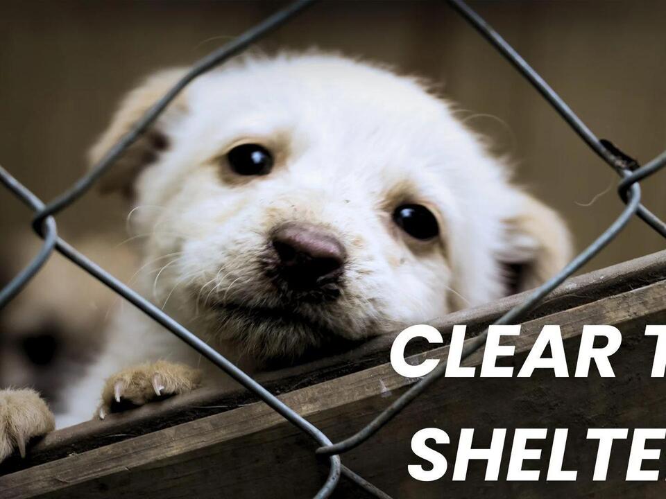 Clear the Shelters encourages animal adoption across the US
