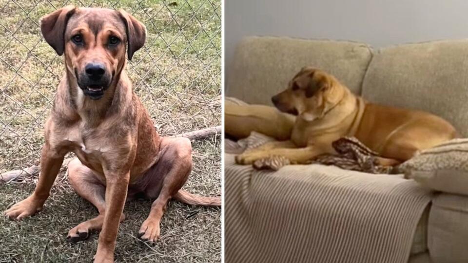 Loving Dog Who Was Found on Rural Dirt Road Has Been Looking For Family ...