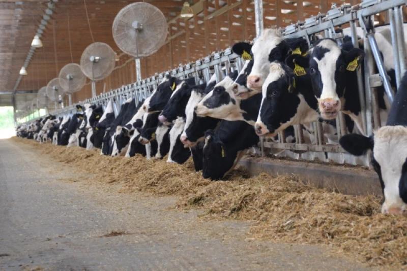 Beyond An ‘80s Buyout: A New Voluntary Approach to Dairy Surpluses and ...
