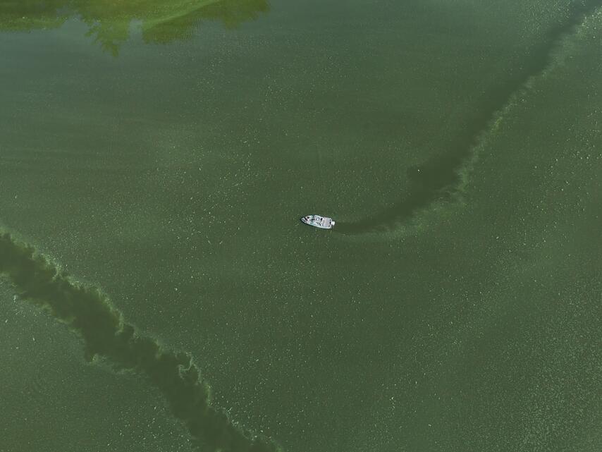 Bass Lake, Hamlin Lake have harmful algae blooms
