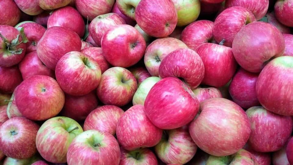Why Are Honeycrisp Apples So Expensive? The Real Reasons Behind the ...