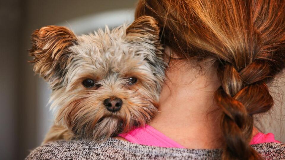 Two-Legged Shorkie Shows Off Her Three Adorably Unique Ways of Walking ...